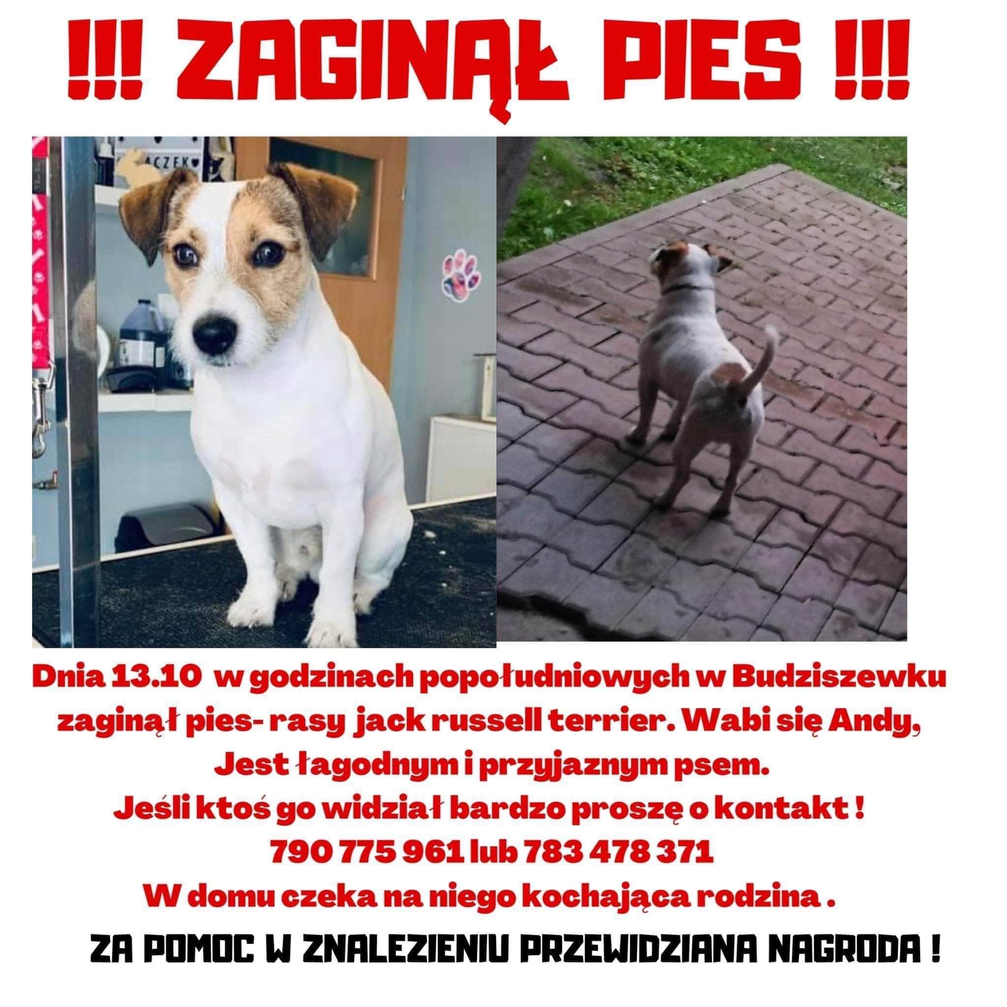 zaginął pies ANDY – plakat (002) | Gmina SKOKI zaginął pies ANDY – plakat (002) | Gmina SKOKI